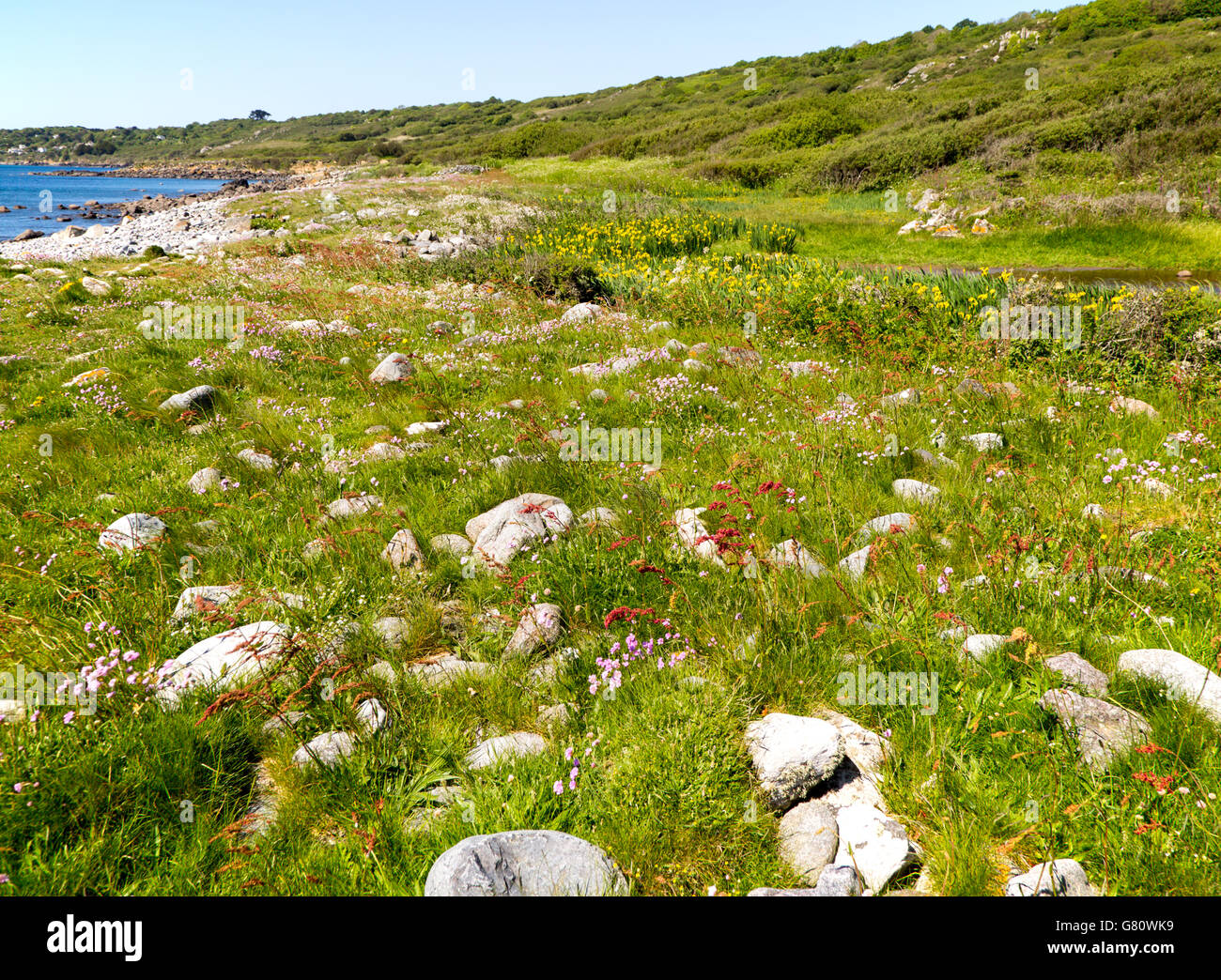 Wildflowers growing near Lowland Point, Coverack, Lizard Peninsula ...