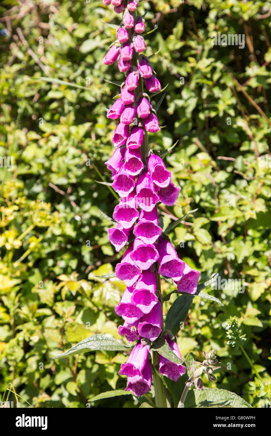 Common foxglove, Digitalis purpurea, in flower, Cornwall, England, UK ...
