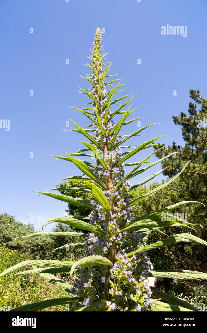 Giant viper's-bugloss plant flowering, Echium pininana, Coverack ...