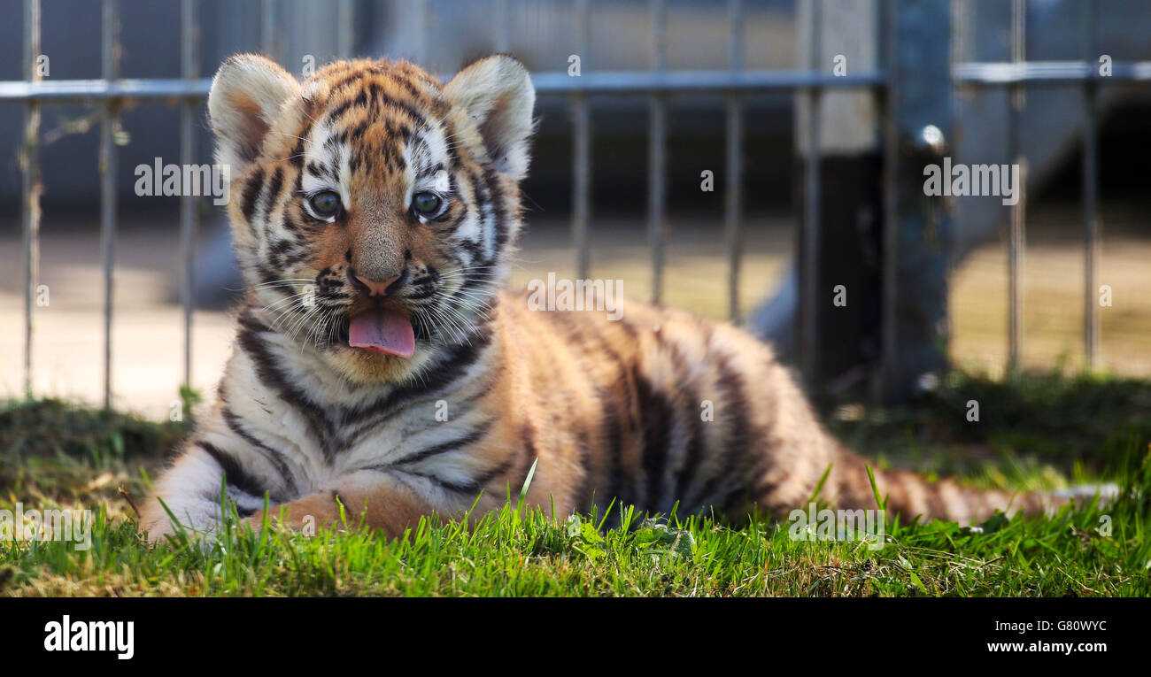One of three rare eight week old Amur tiger cubs takes one of their ...