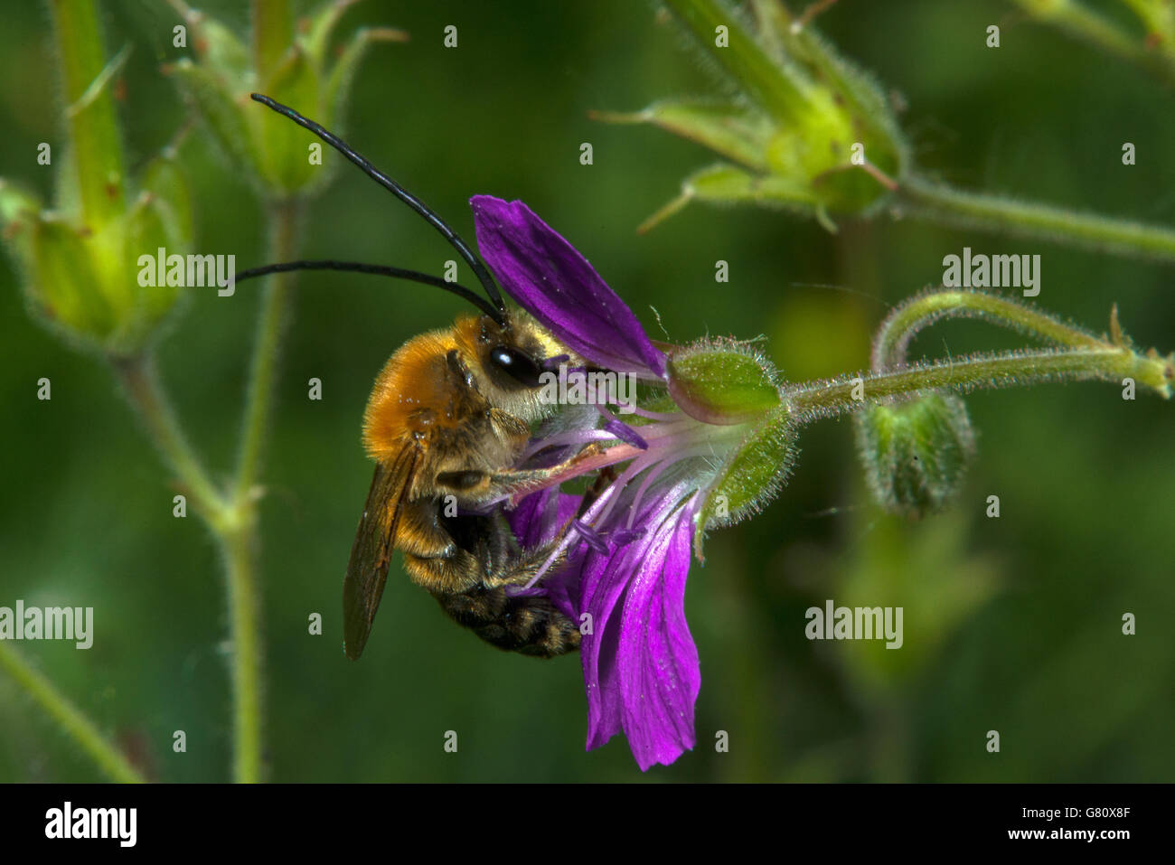 The fly sits on a violet flower Stock Photo - Alamy