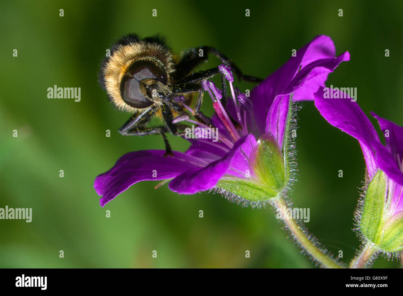 The fly sits on a violet flower Stock Photo - Alamy