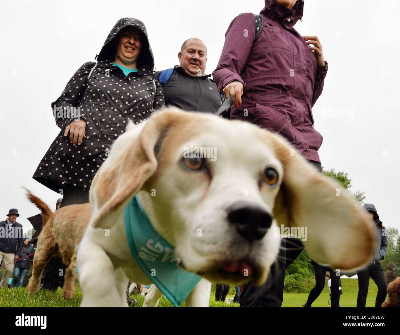 Dogs and their owners take part in a sponsored RSPCA 5k dog walk at ...