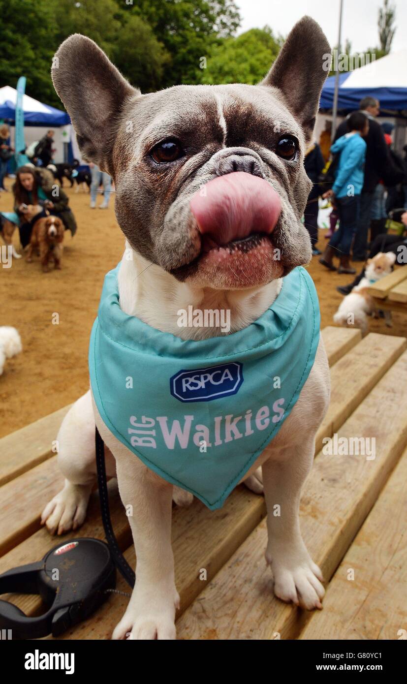 RSPCA 5k dog walk Stock Photo - Alamy