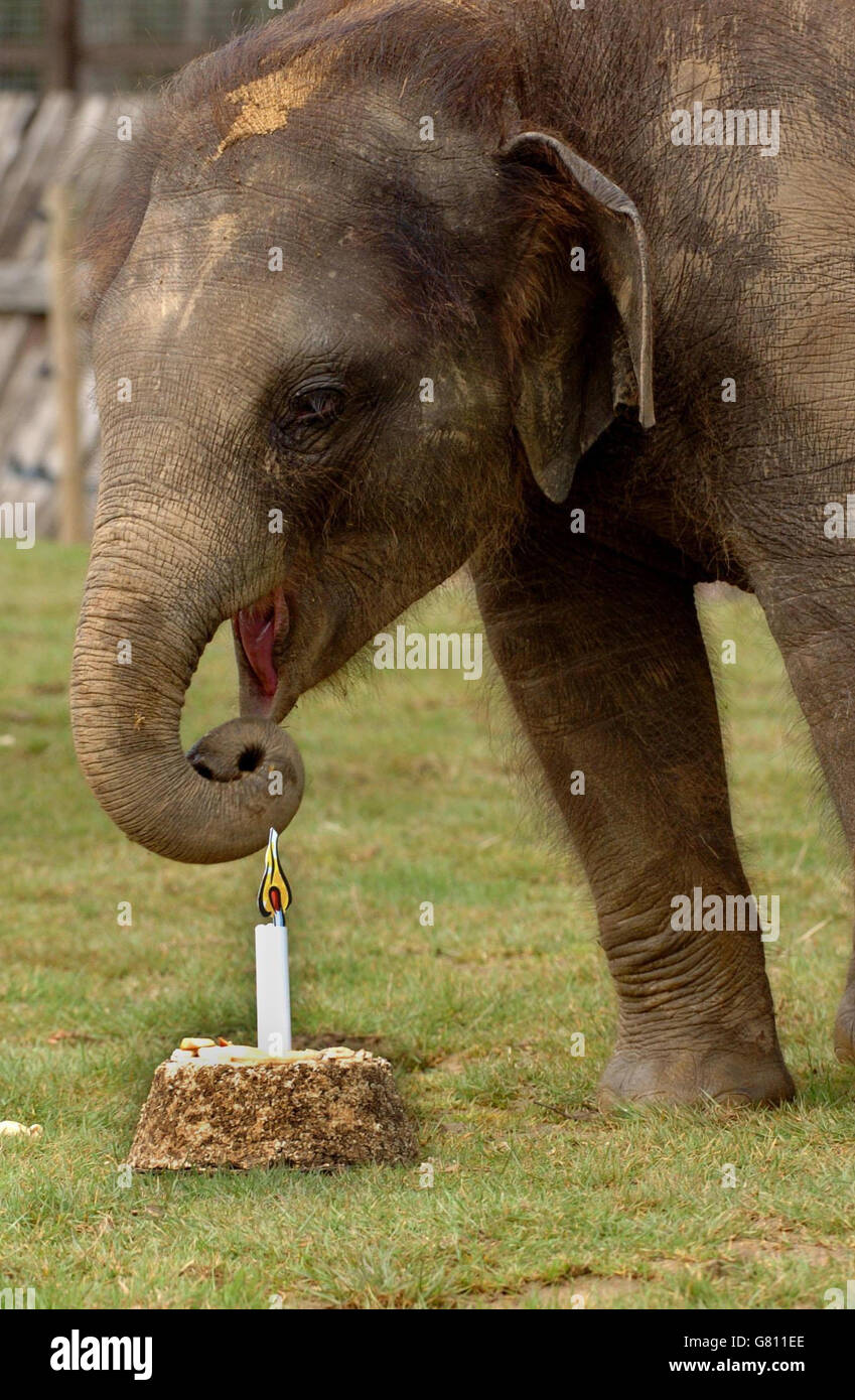 First ever asian elephant born park hi-res stock photography and images ...