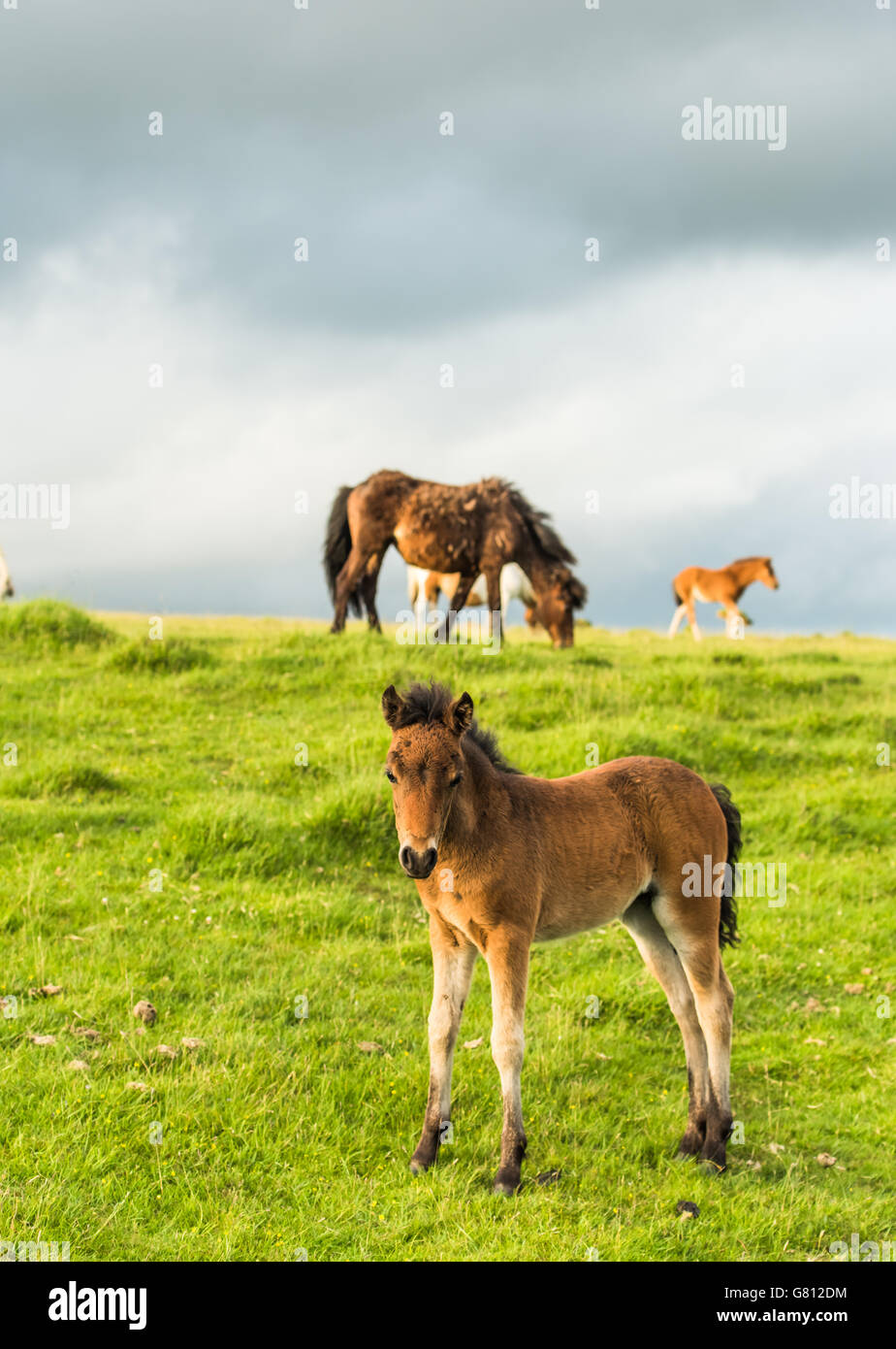 cute young wild ponny in moorland. Looking at camera Stock Photo - Alamy
