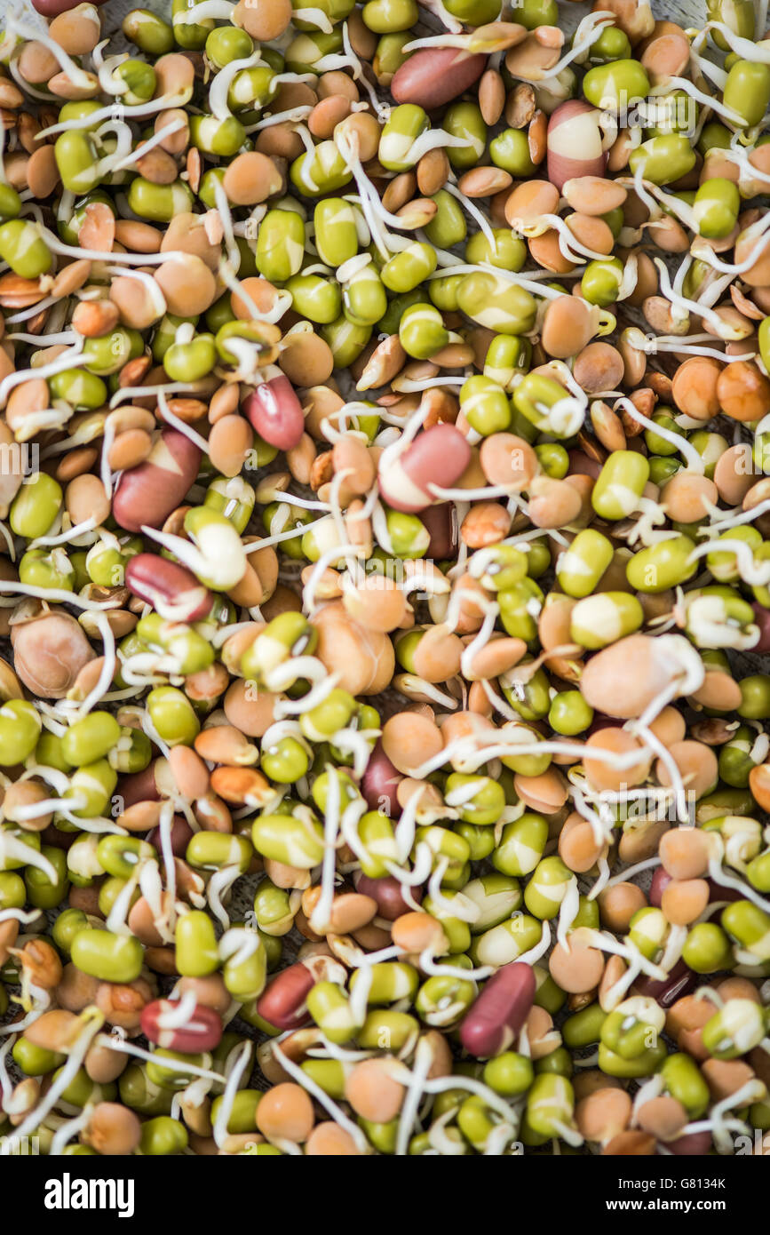 fresh seed sprouts background, from above Stock Photo - Alamy