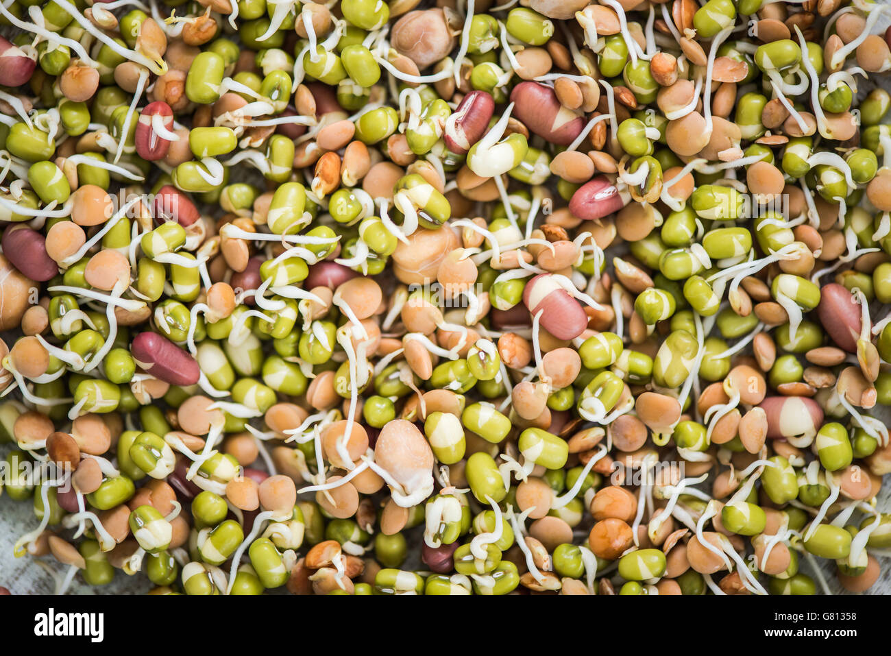 fresh seed sprouts background, from above Stock Photo - Alamy