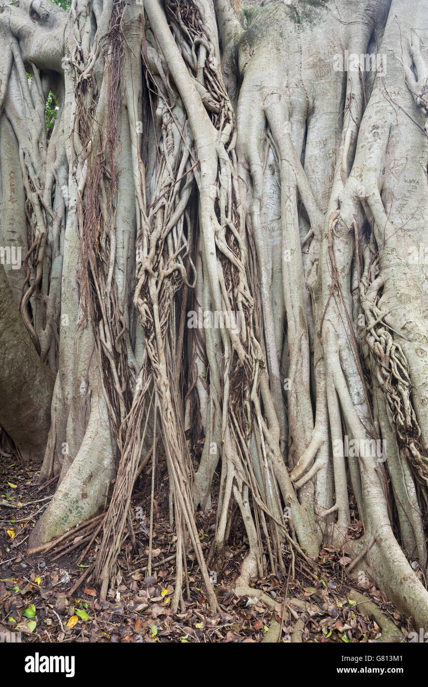 Banyan Tree Root System