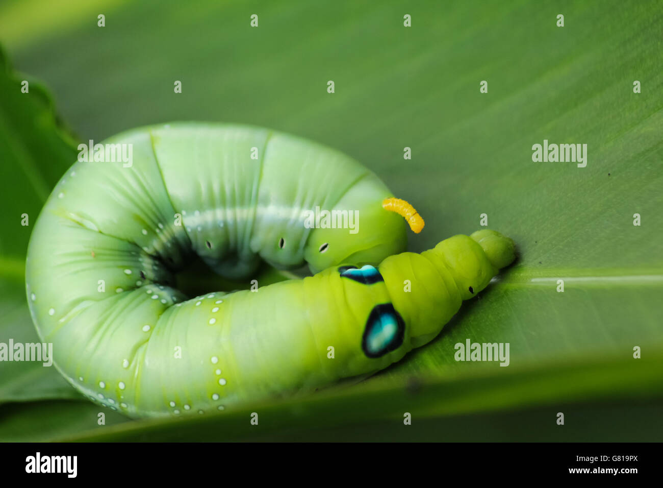 Luna moth caterpillar hi-res stock photography and images - Alamy