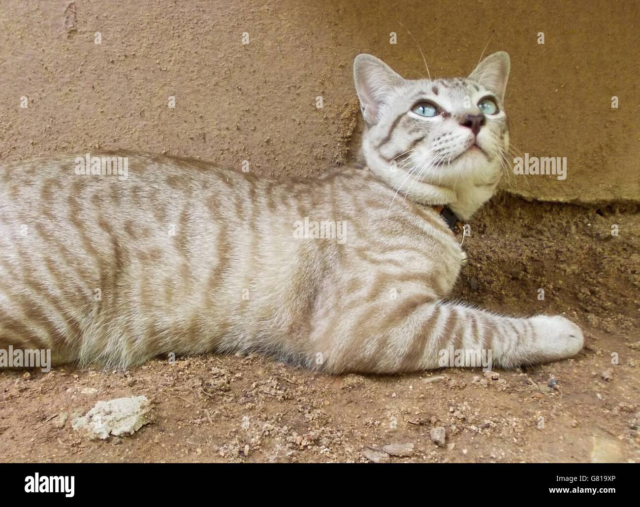 grey male cat sits in the grass Stock Photo - Alamy