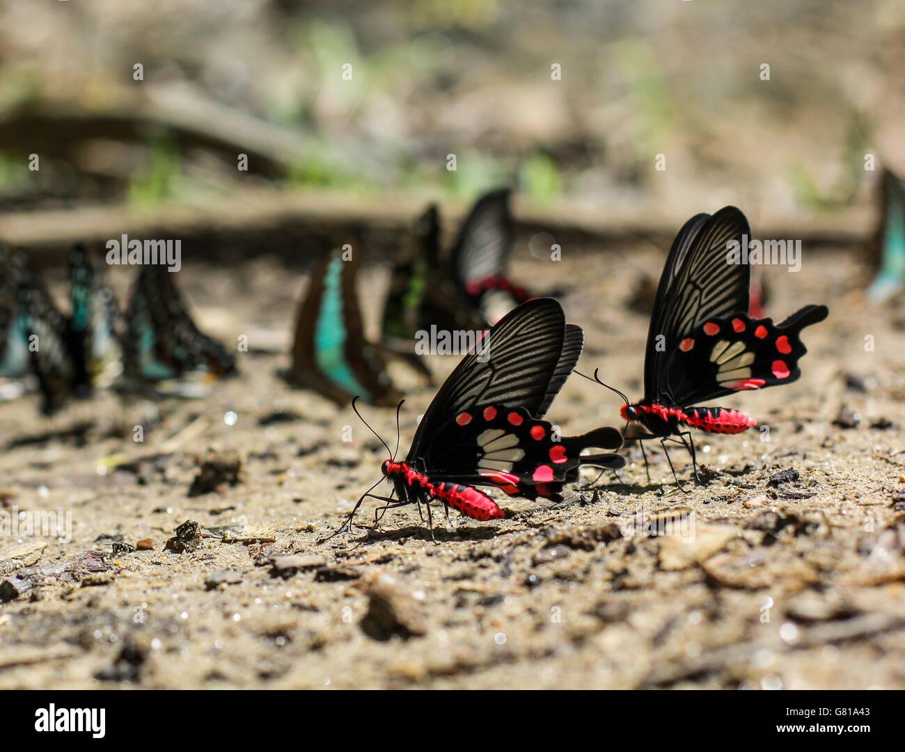Common Rose Swallowtail Butterfly High Resolution Stock Photography and ...