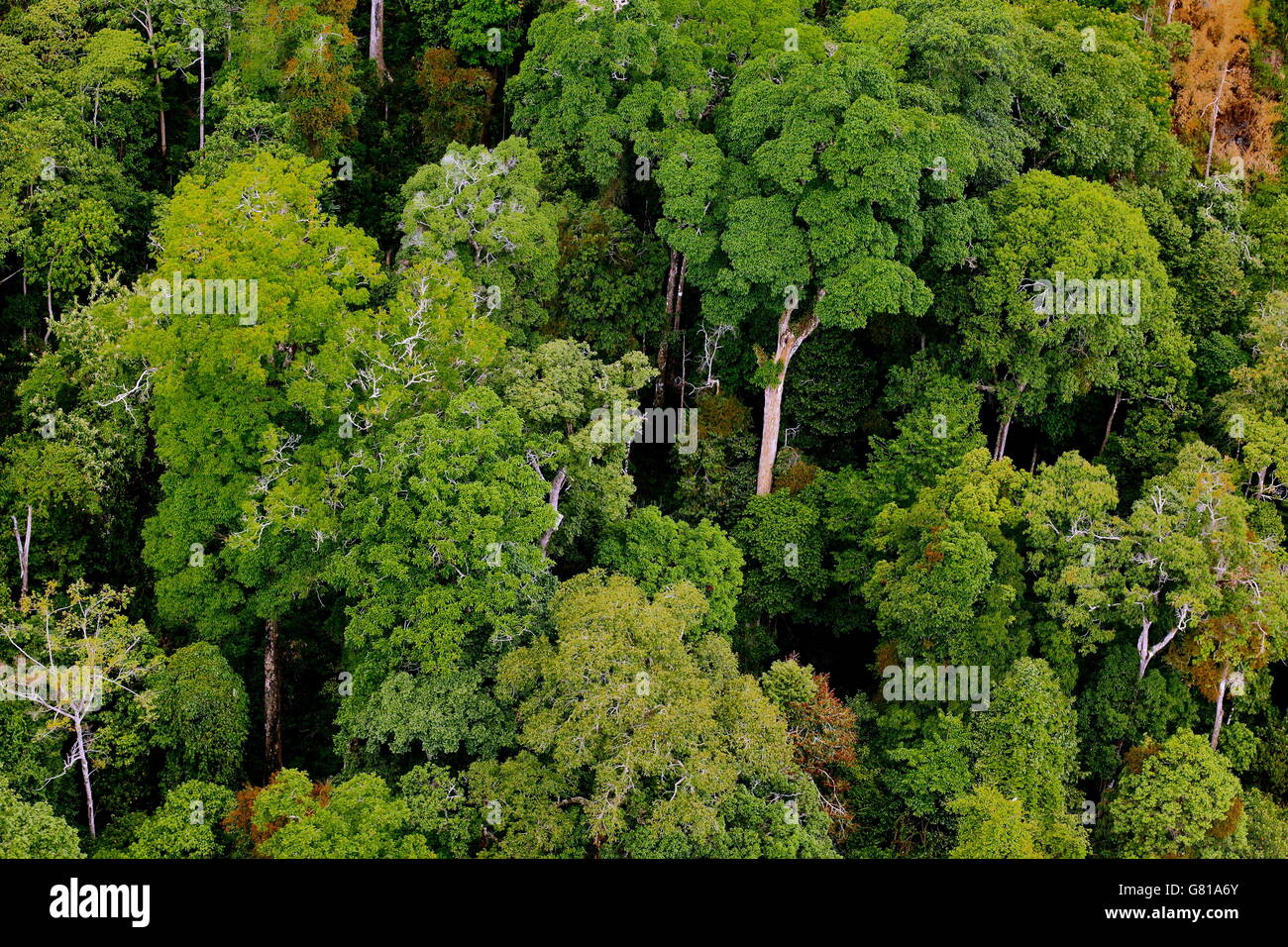 aerial view of the forest Stock Photo - Alamy