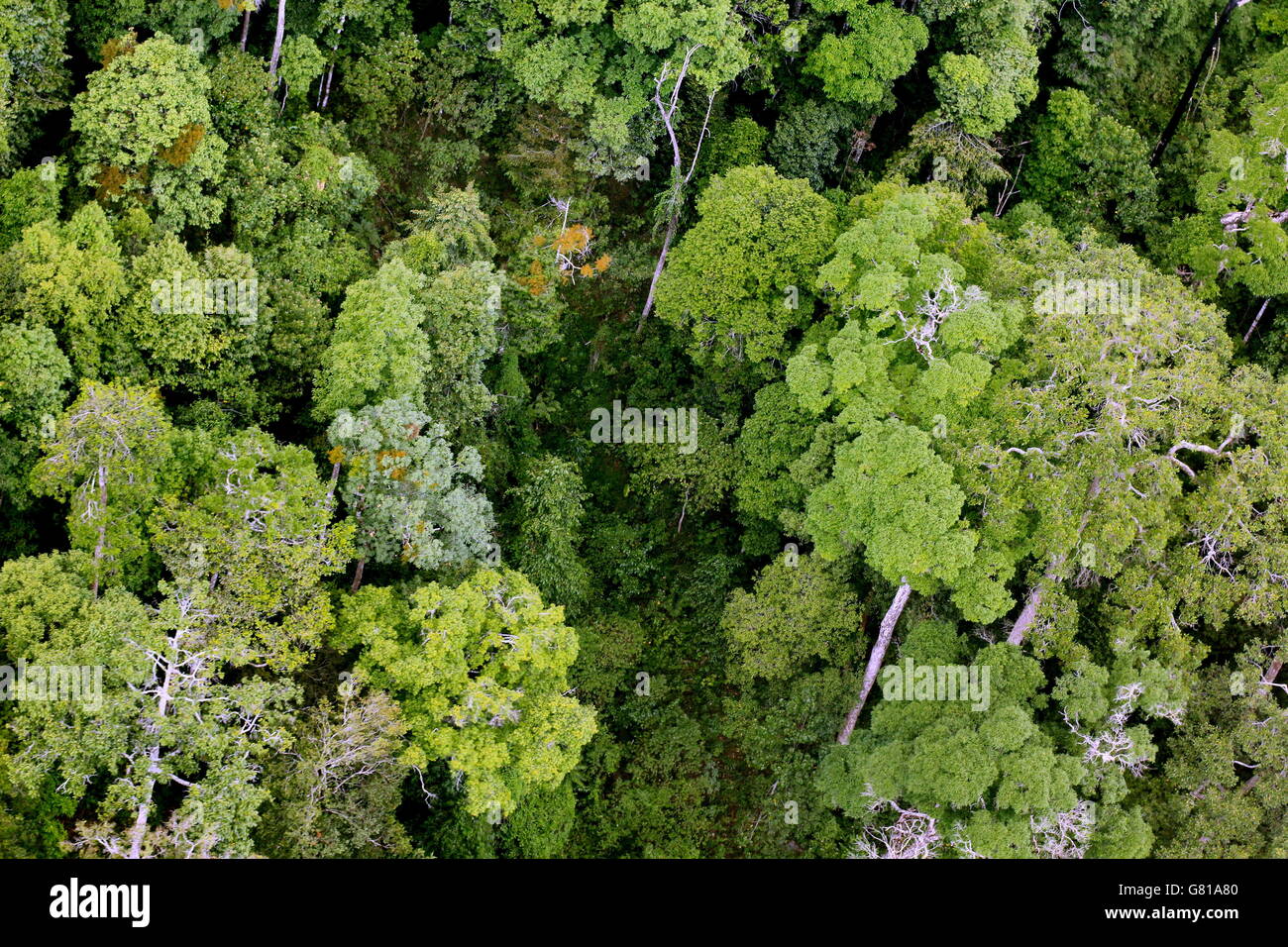 aerial view of the forest Stock Photo - Alamy