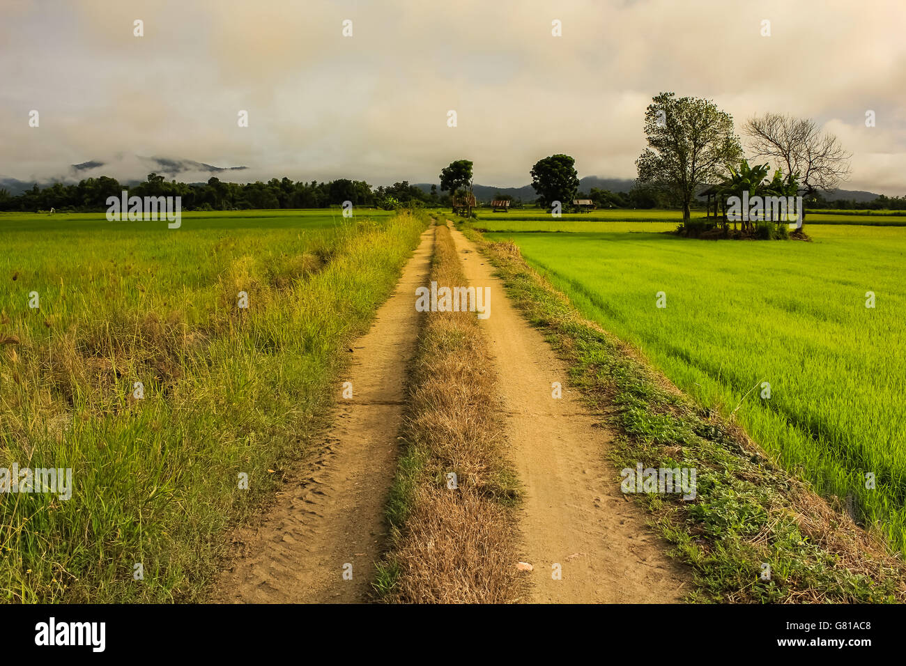 Dirt road through meadow in paddy Stock Photo - Alamy