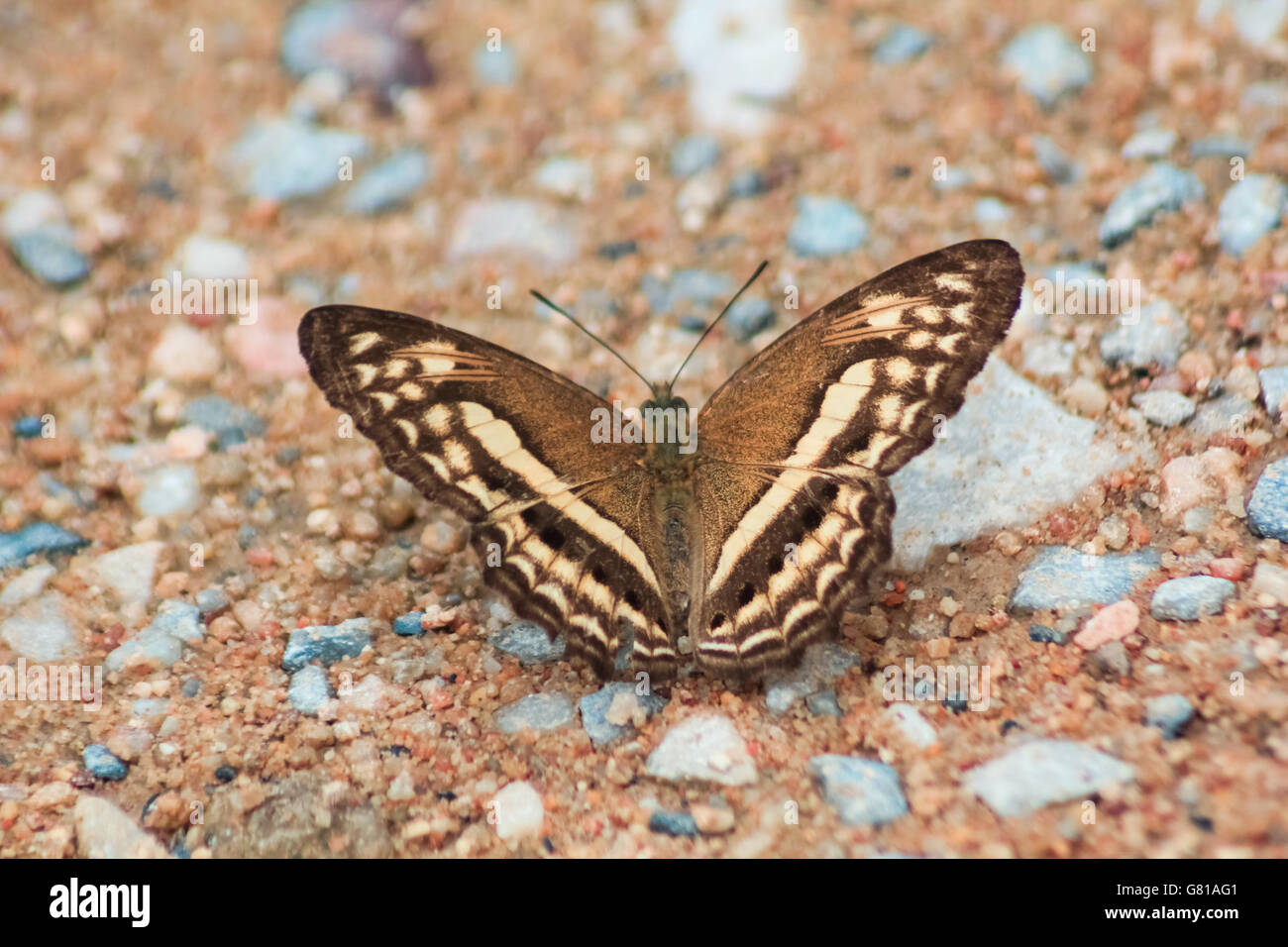Common Rose Swallowtail Butterfly High Resolution Stock Photography and ...