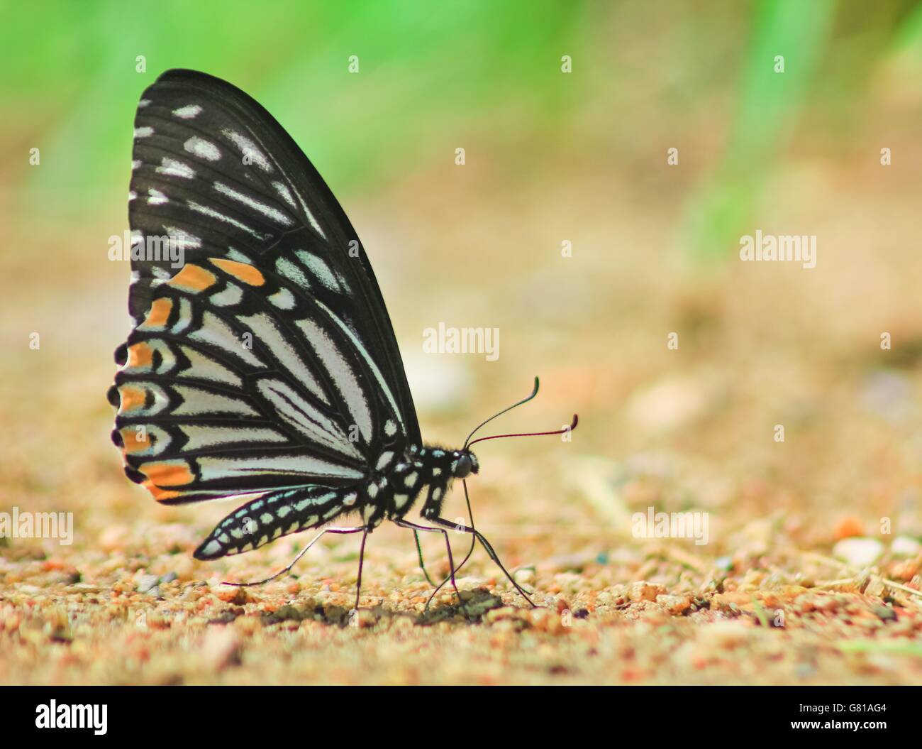 Common Rose Swallowtail Butterfly High Resolution Stock Photography and ...