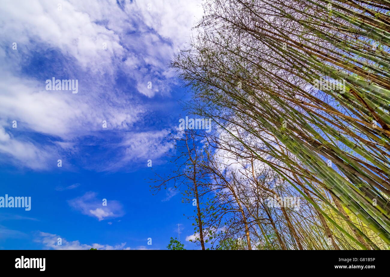 Bamboo Sugar Cane forest view and bright sunlight Toned Stock Photo - Alamy