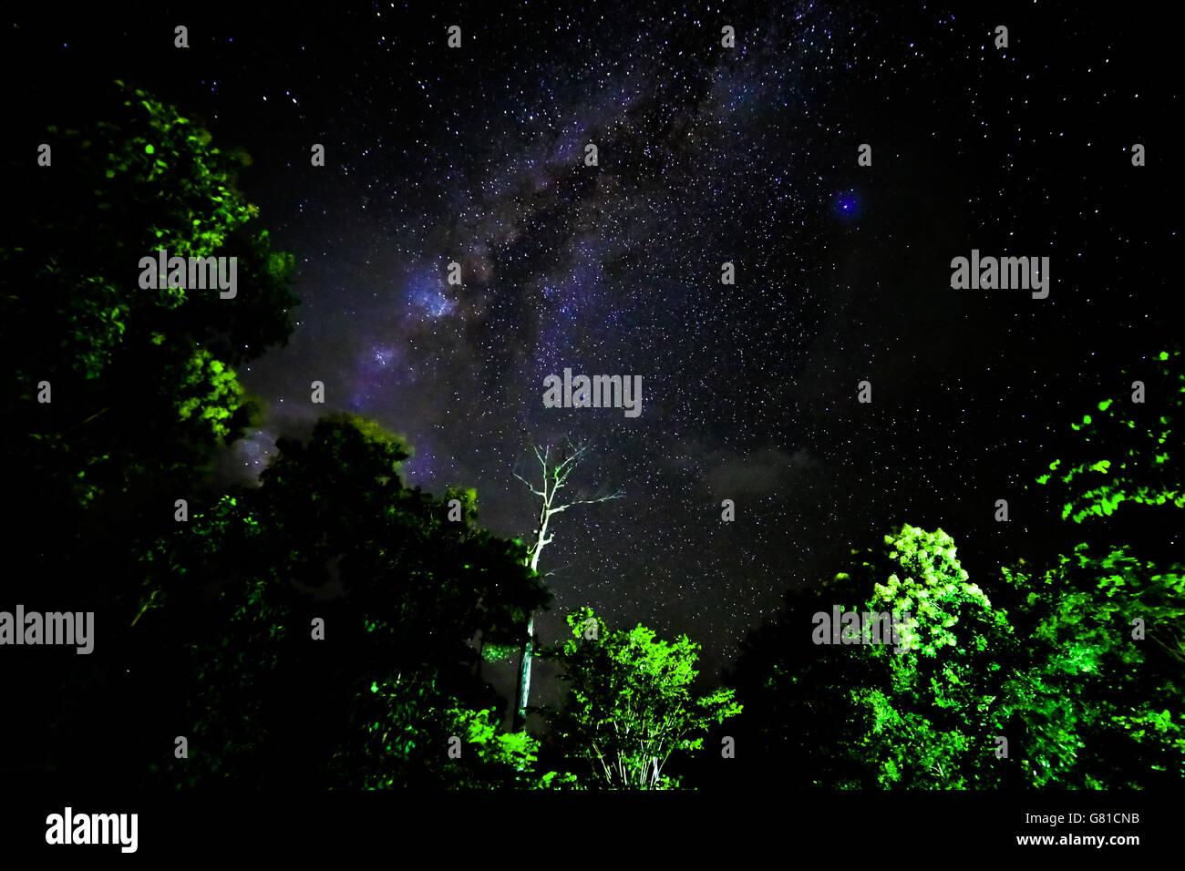 The Milky Way and some trees Stock Photo - Alamy