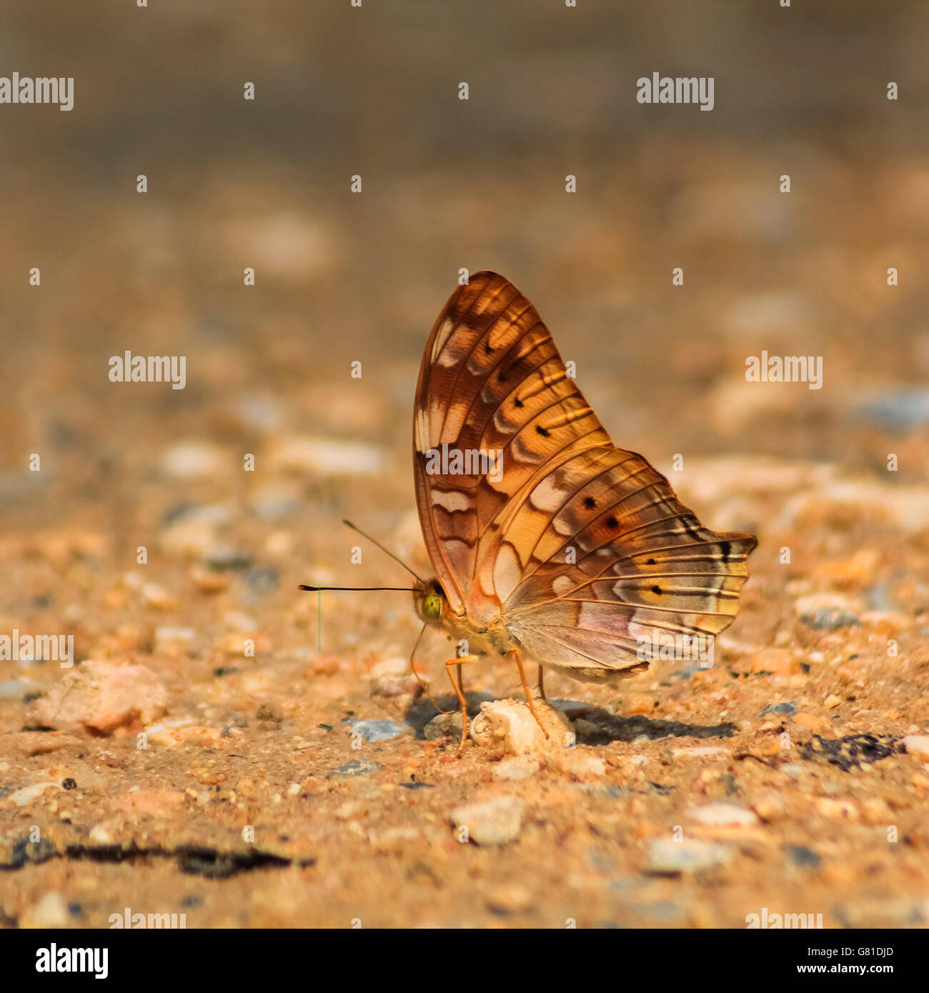 Common Rose Swallowtail Butterfly High Resolution Stock Photography and ...