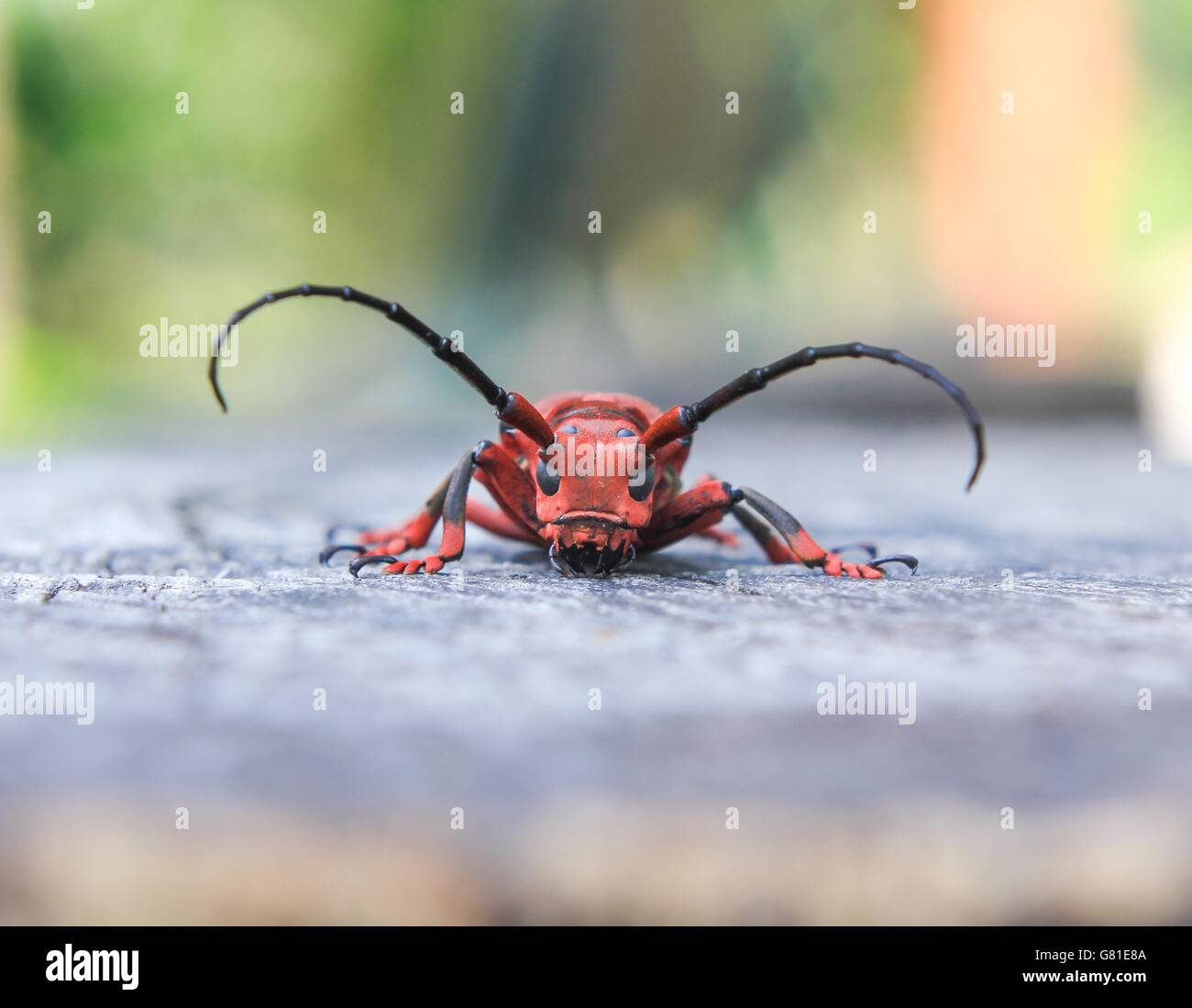 Capricorn beetle (long-horned, longicorn) Batocera rufomaculata Stock ...