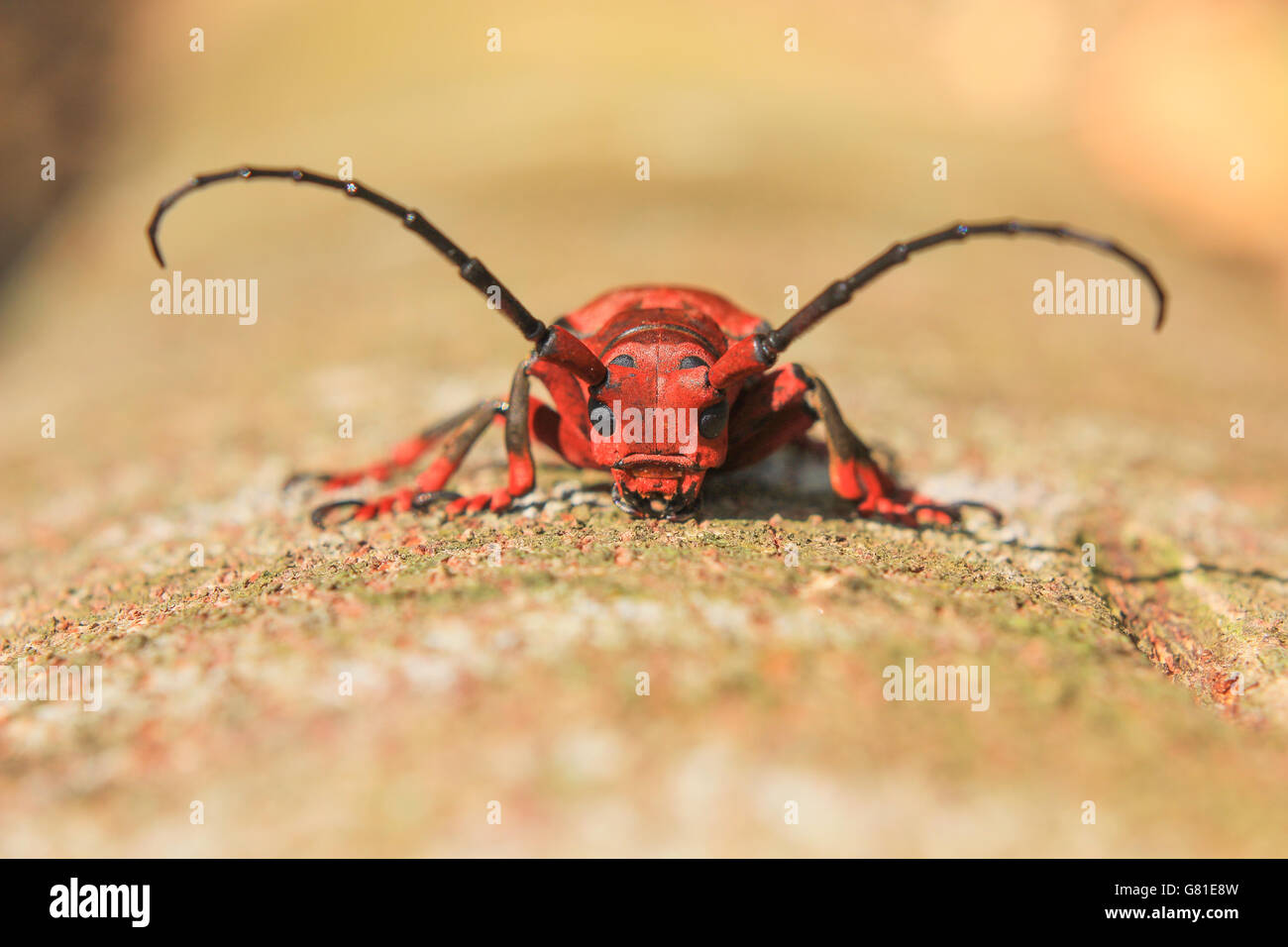 Capricorn beetle (long-horned, longicorn) Batocera rufomaculata Stock ...