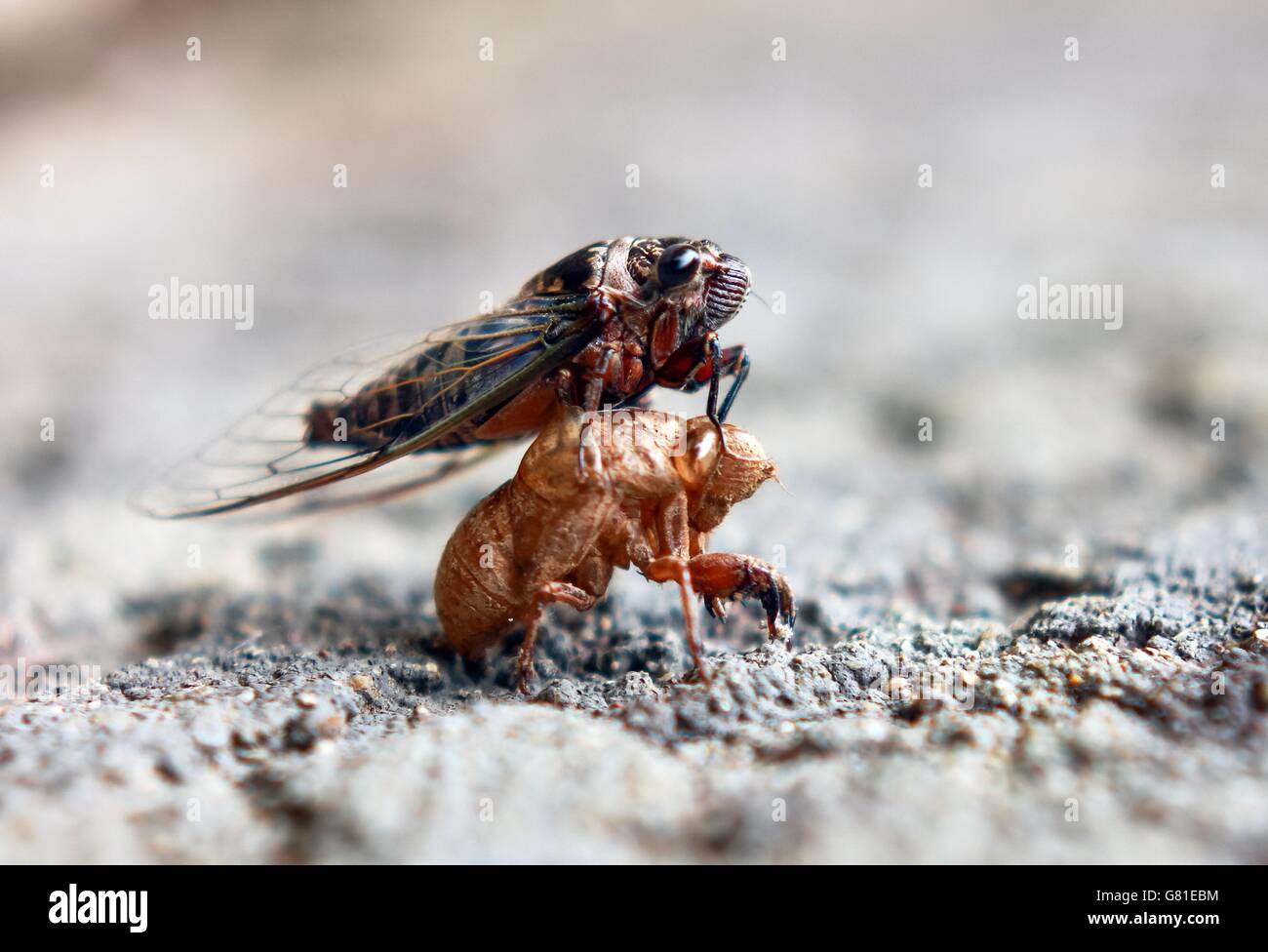 Locust hatching hi-res stock photography and images - Alamy