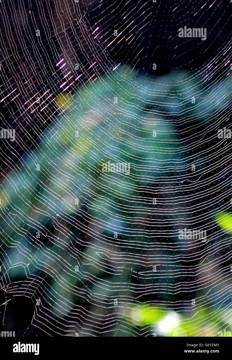 Network cobwebs on the grass Stock Photo - Alamy