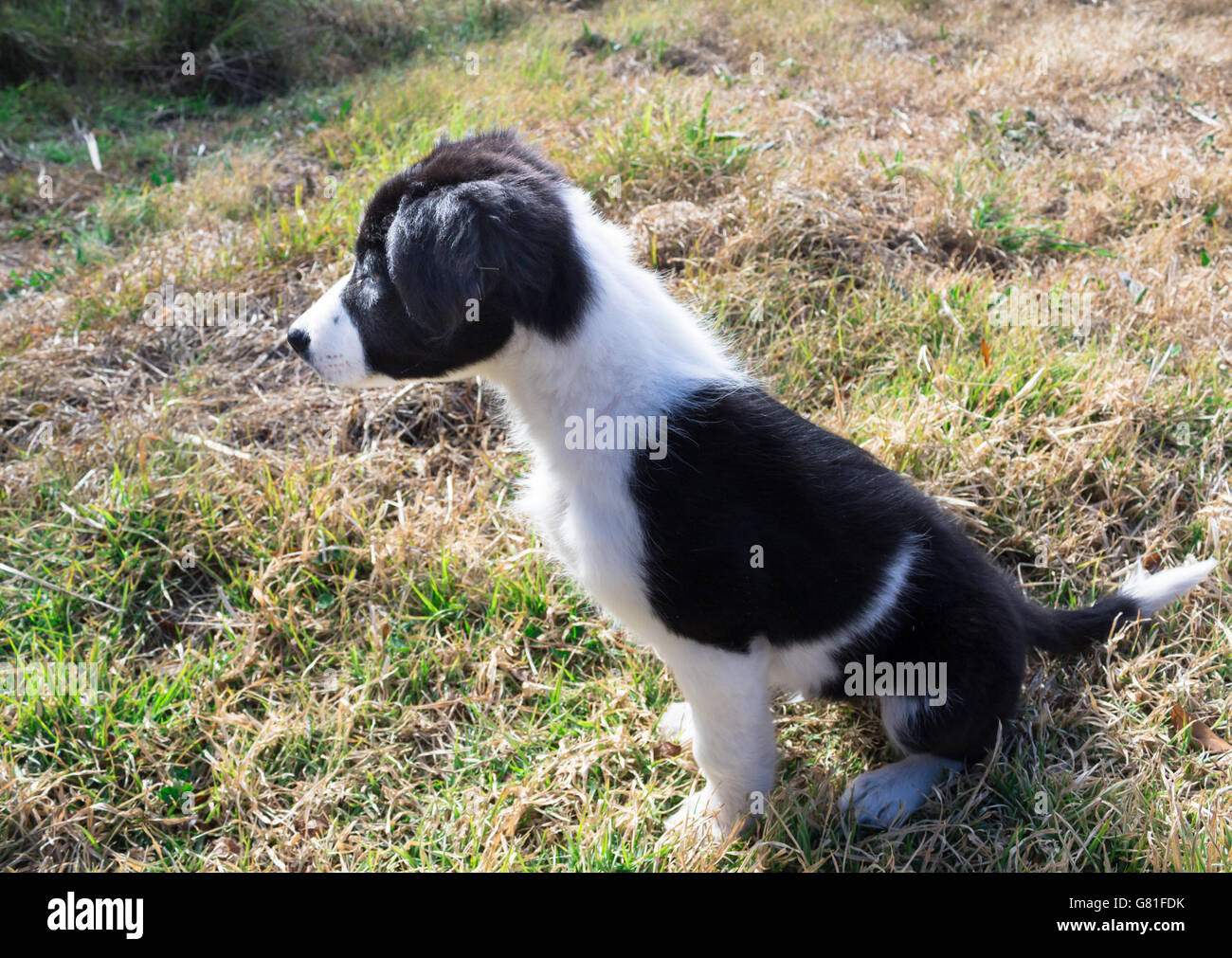 Side view of Border collie puppy sitting on grass Stock Photo - Alamy