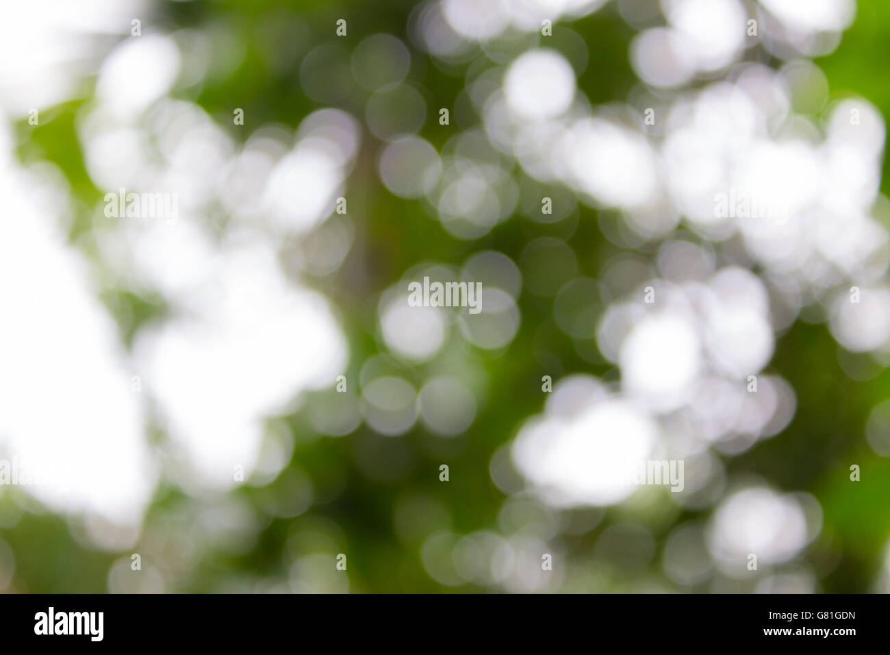 Out-of-focus Photograph of Trees in a Forest Stock Photo - Alamy