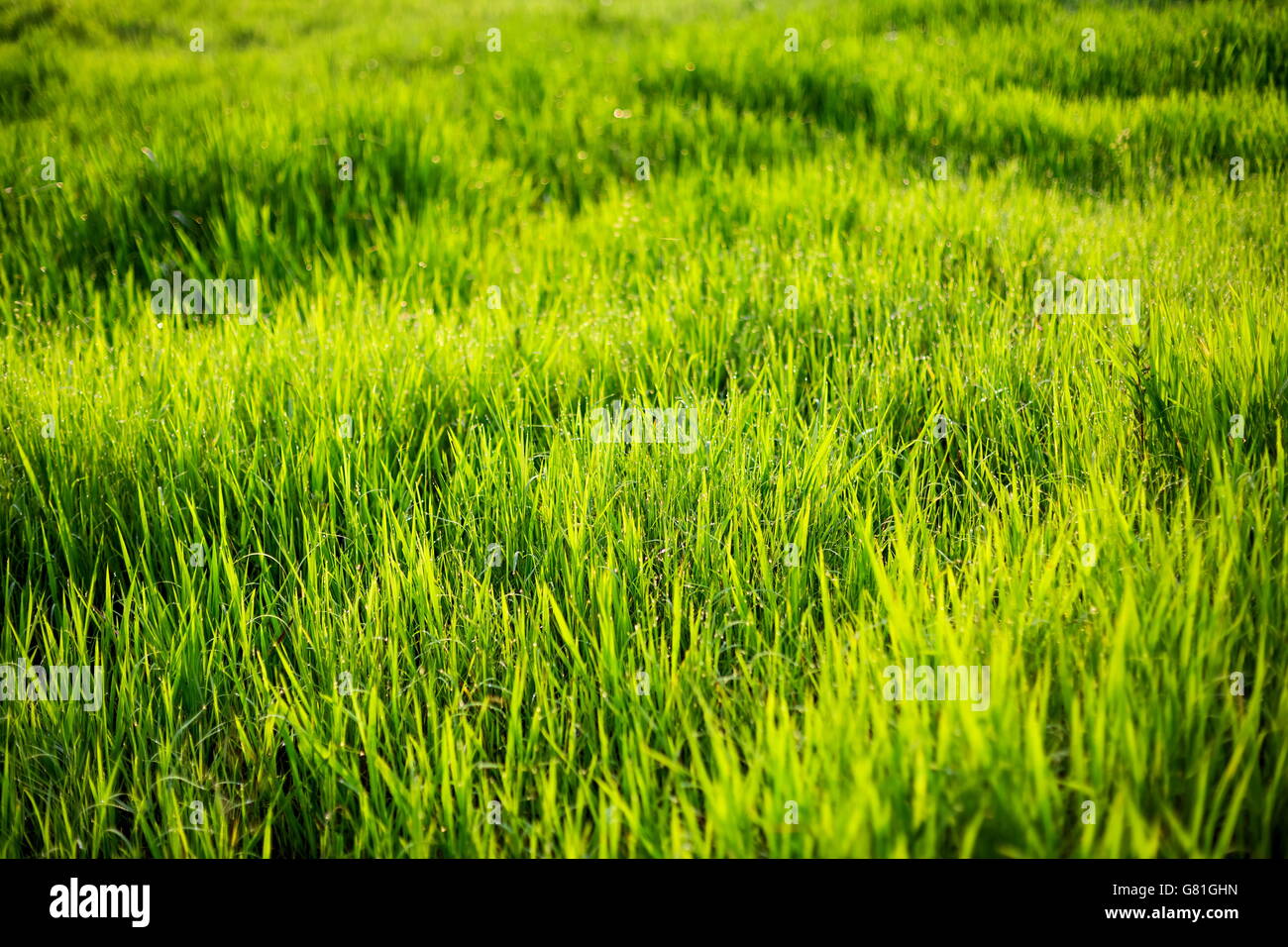 spring grass in morning Stock Photo - Alamy
