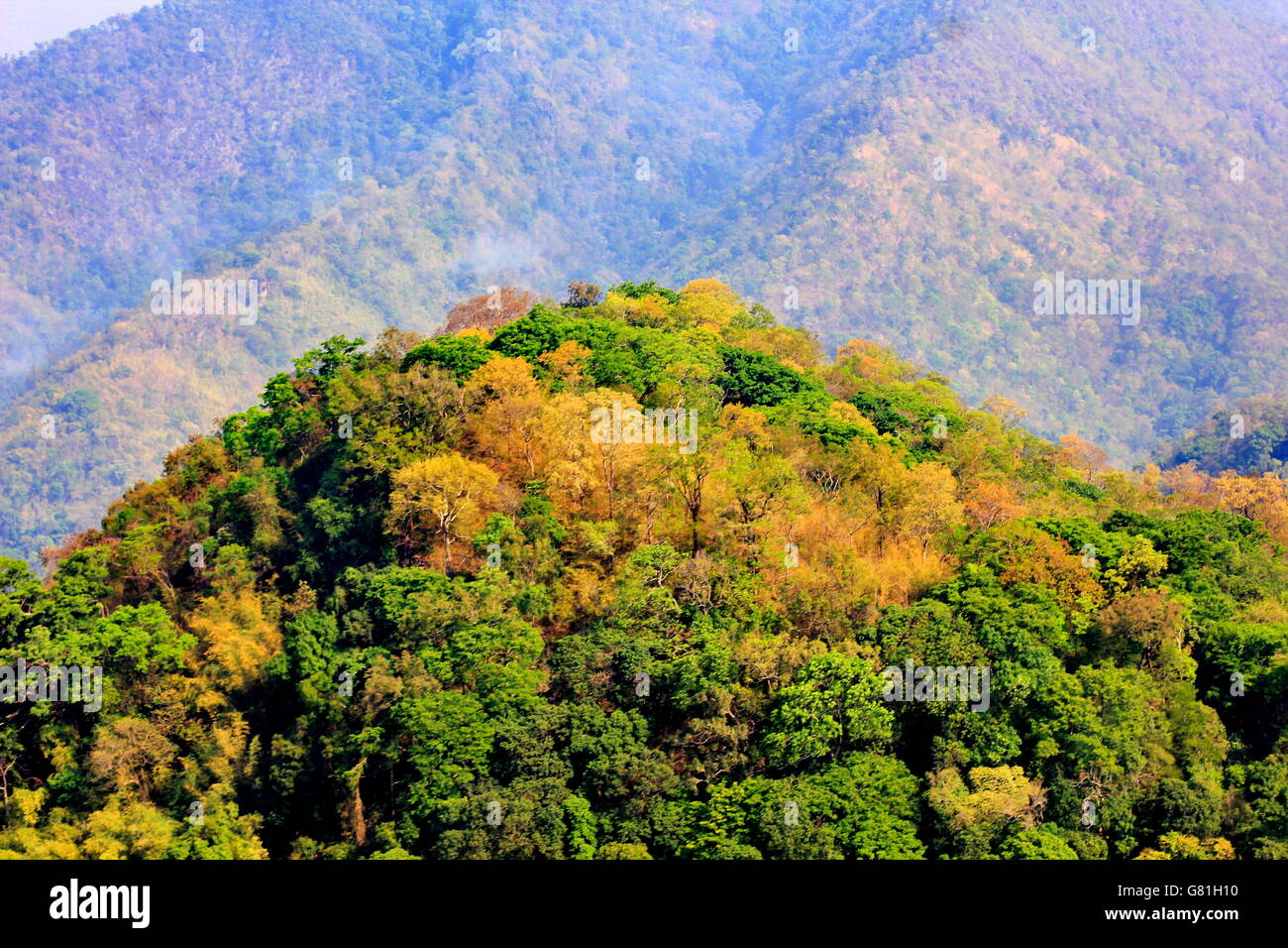 aerial view of the forest Stock Photo - Alamy