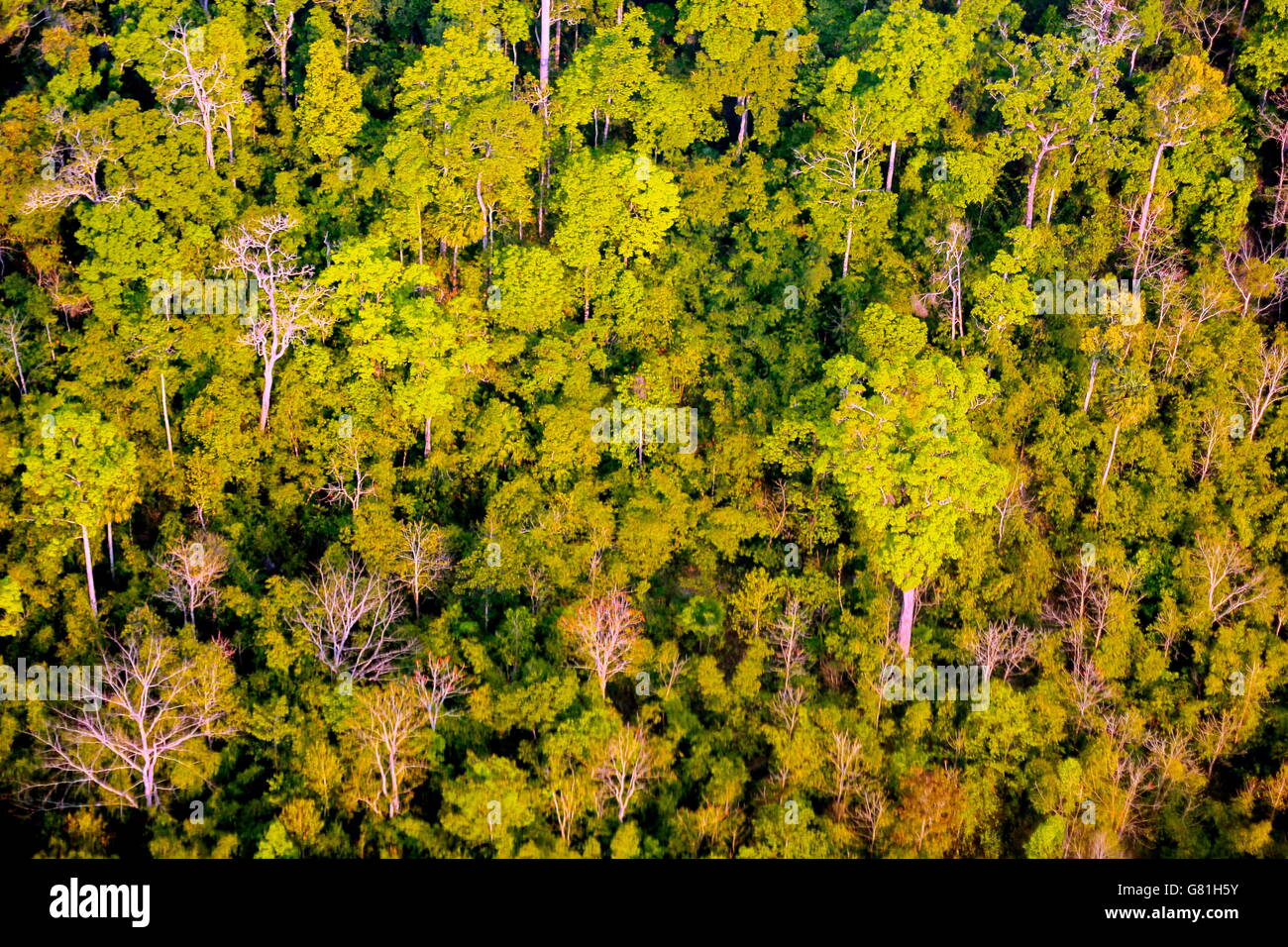 aerial view of the forest Stock Photo - Alamy