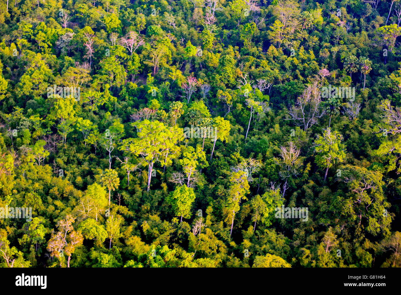 aerial view of the forest Stock Photo - Alamy