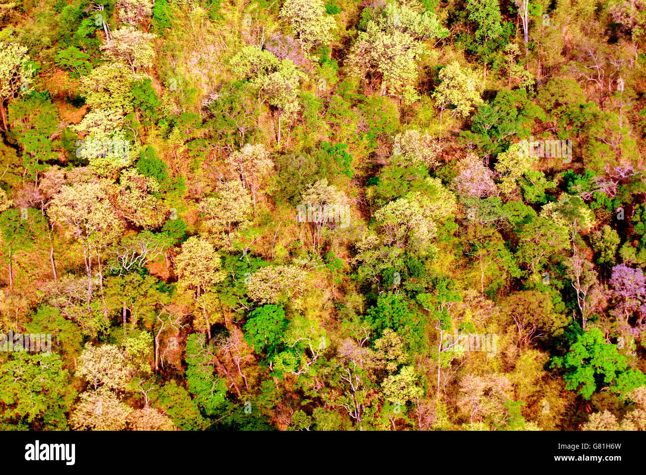 aerial view of the forest Stock Photo - Alamy