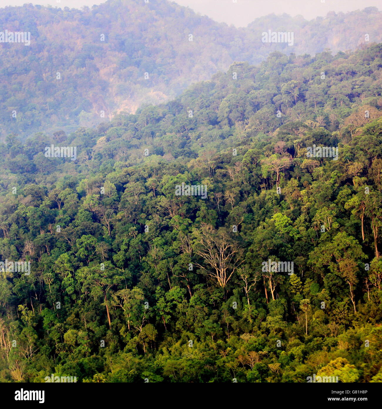 aerial view of the forest Stock Photo - Alamy