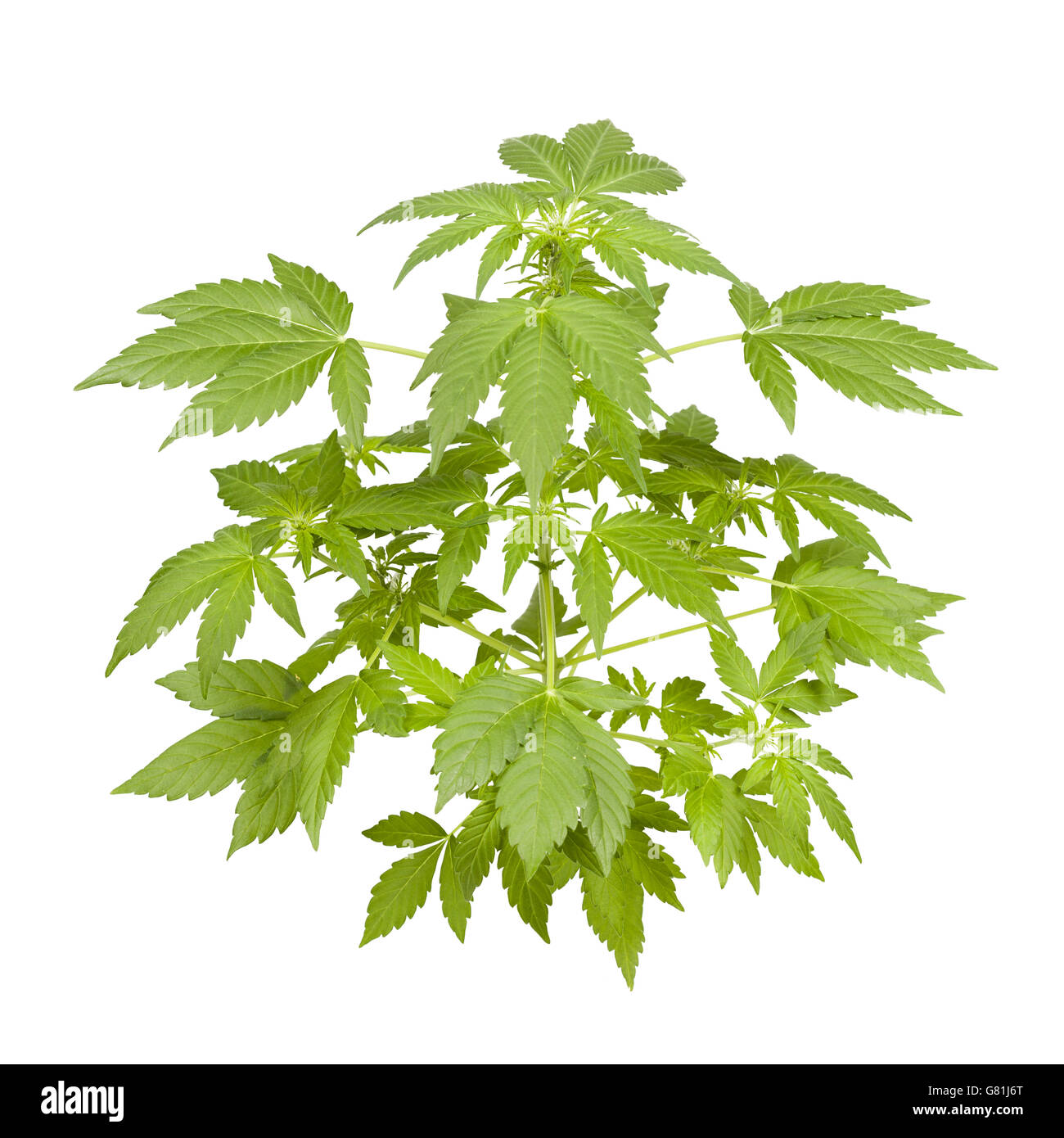 Marijuana plant isolated Stock Photo - Alamy