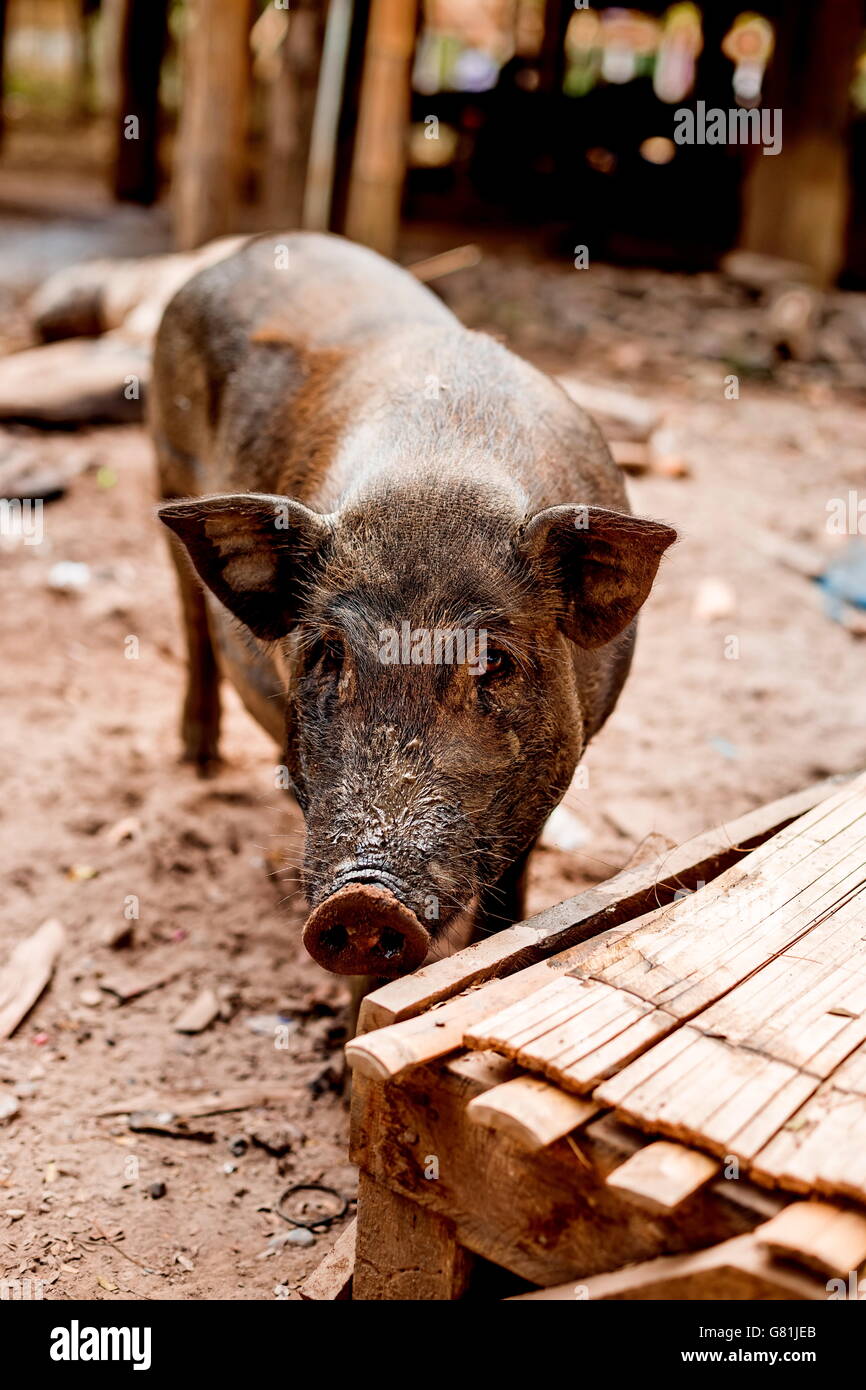 Black pregnant pig on free range farm. Pregnant Pot-bellied pig, animal ...