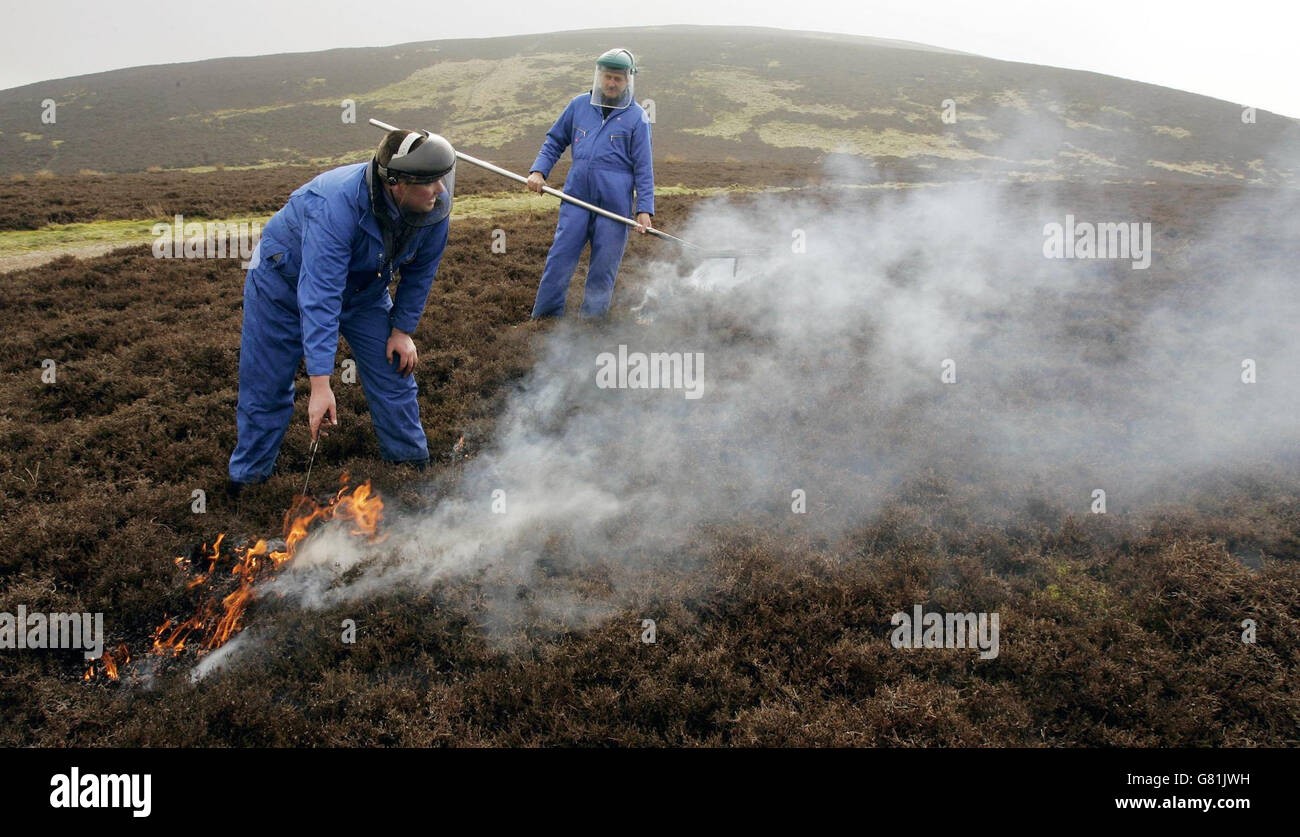 Pentland hills wildlife hi-res stock photography and images - Alamy