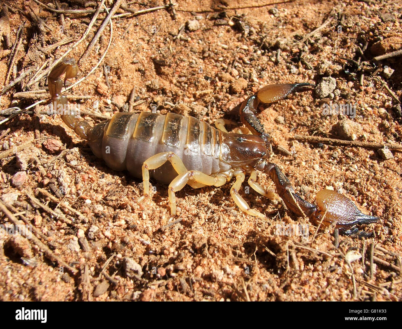 Smooth-Head Digging Scorpion, Witsand Nature Reserve, Northern Cape ...