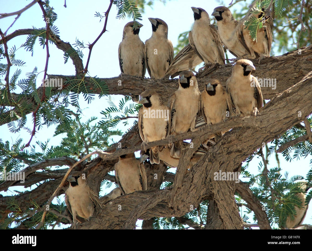 Sociable weaver hi-res stock photography and images - Alamy