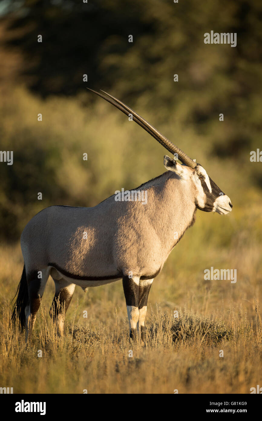 Southern oryx hi-res stock photography and images - Alamy