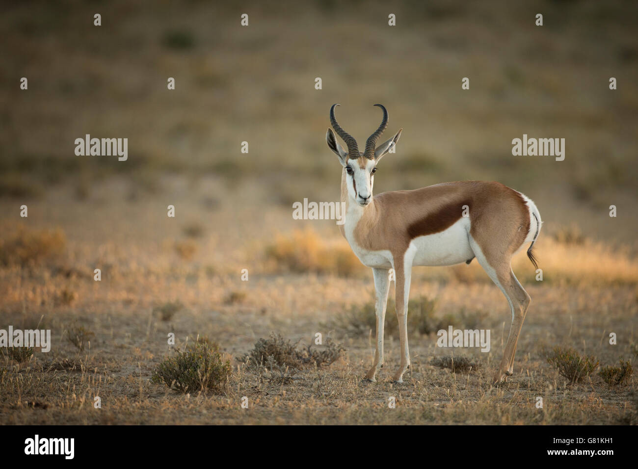 Springbok Ram High Resolution Stock Photography and Images - Alamy