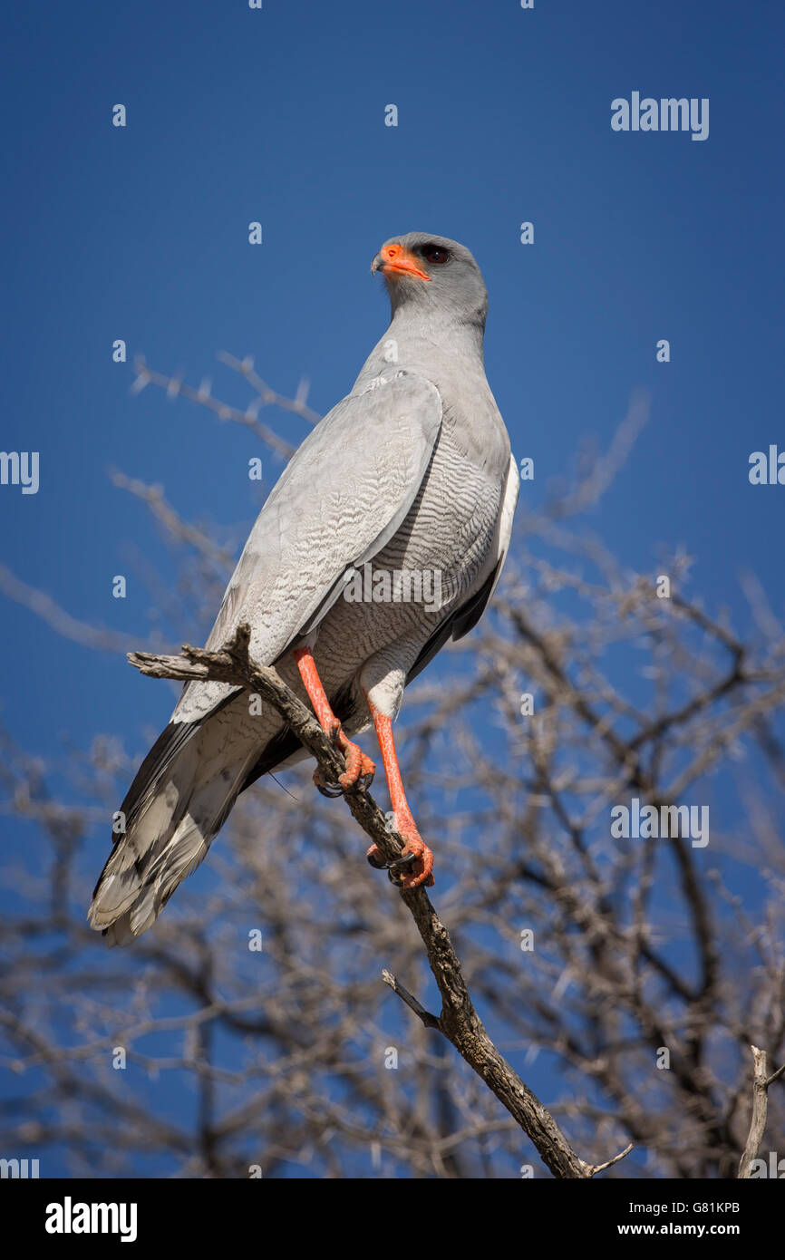 Pale Chanting Goshawk, Kgalagadi Transfrontier National Park, South ...