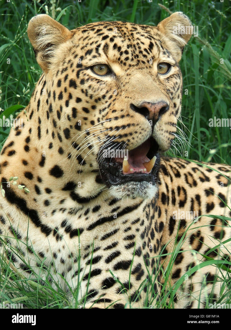 Leopard, Kruger National Park, Mpumalanga, South Africa Stock Photo - Alamy