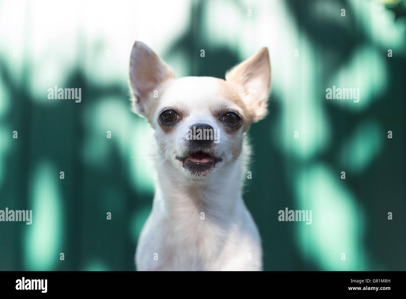 Portrait of a Chihuahua dog Stock Photo - Alamy