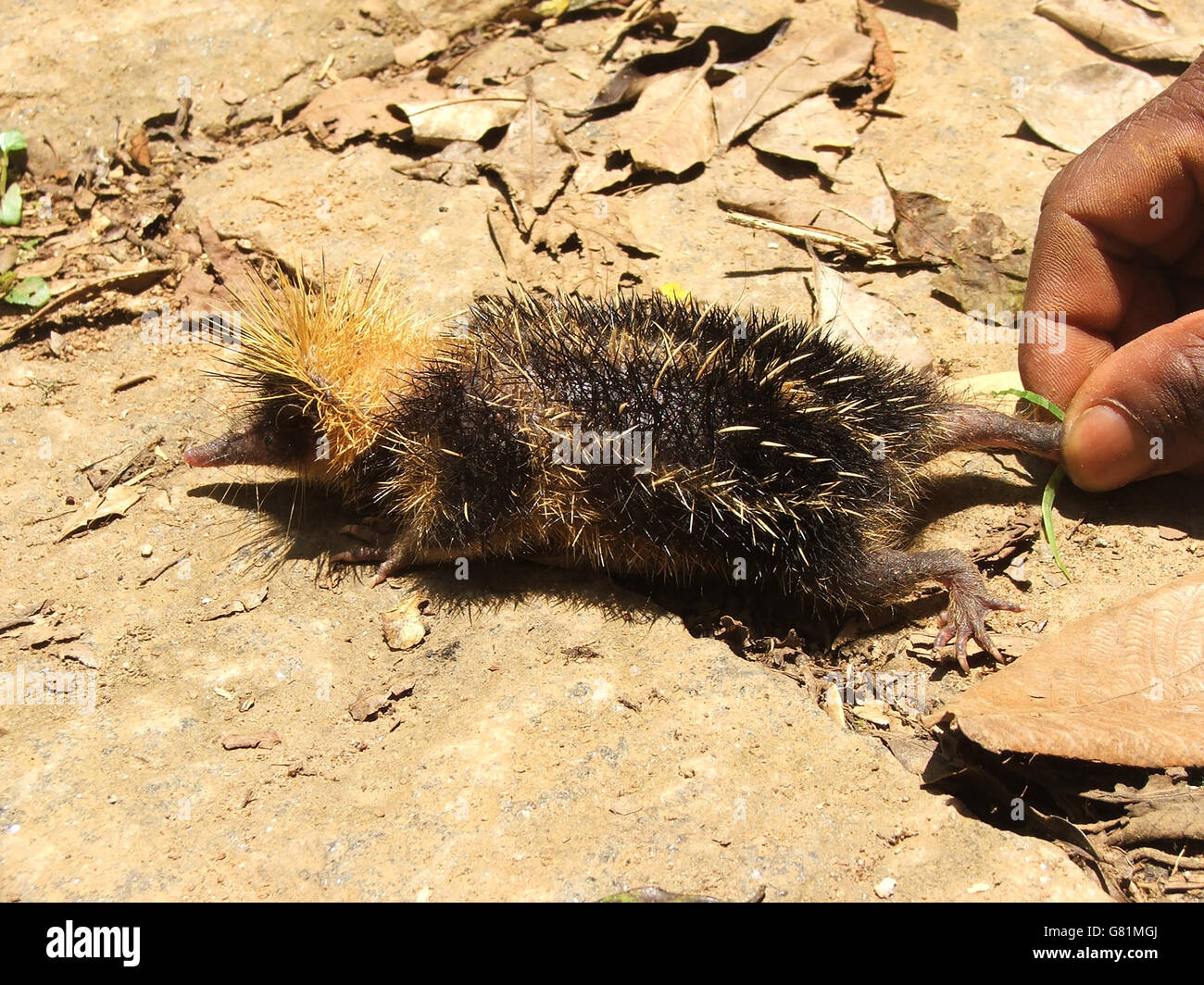 Tenrec hi-res stock photography and images - Alamy