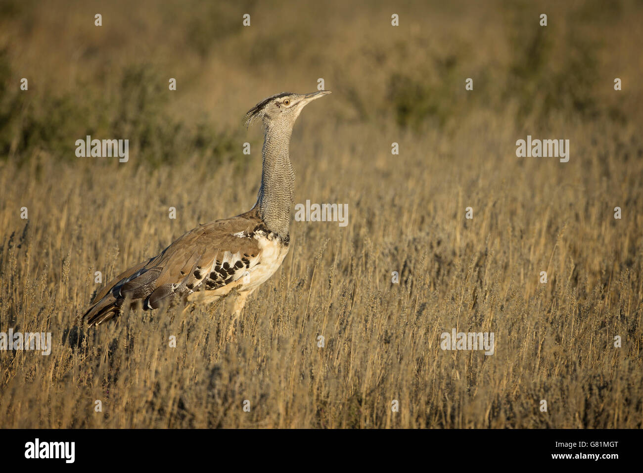 Kori bustard, Kgalagadi Transfrontier National Park,Botswana Stock ...