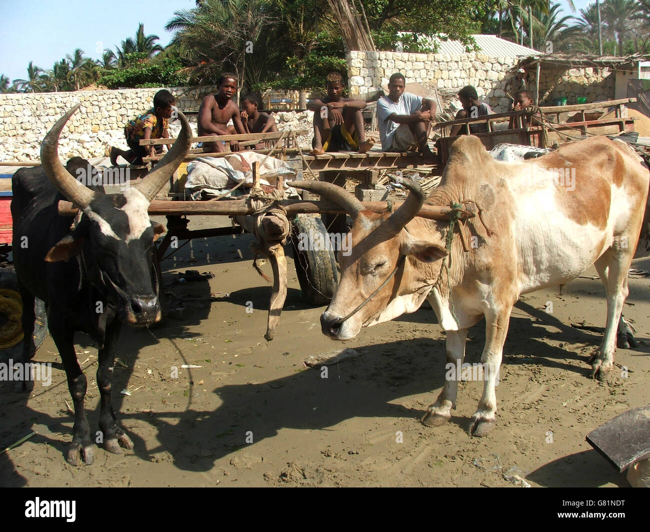 Zebu chariot, Madagascar Stock Photo - Alamy
