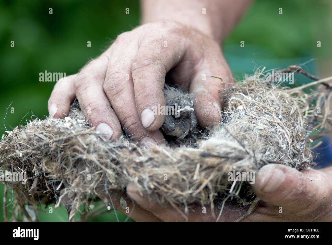 Chick In Human Hands Stock Photo - Alamy